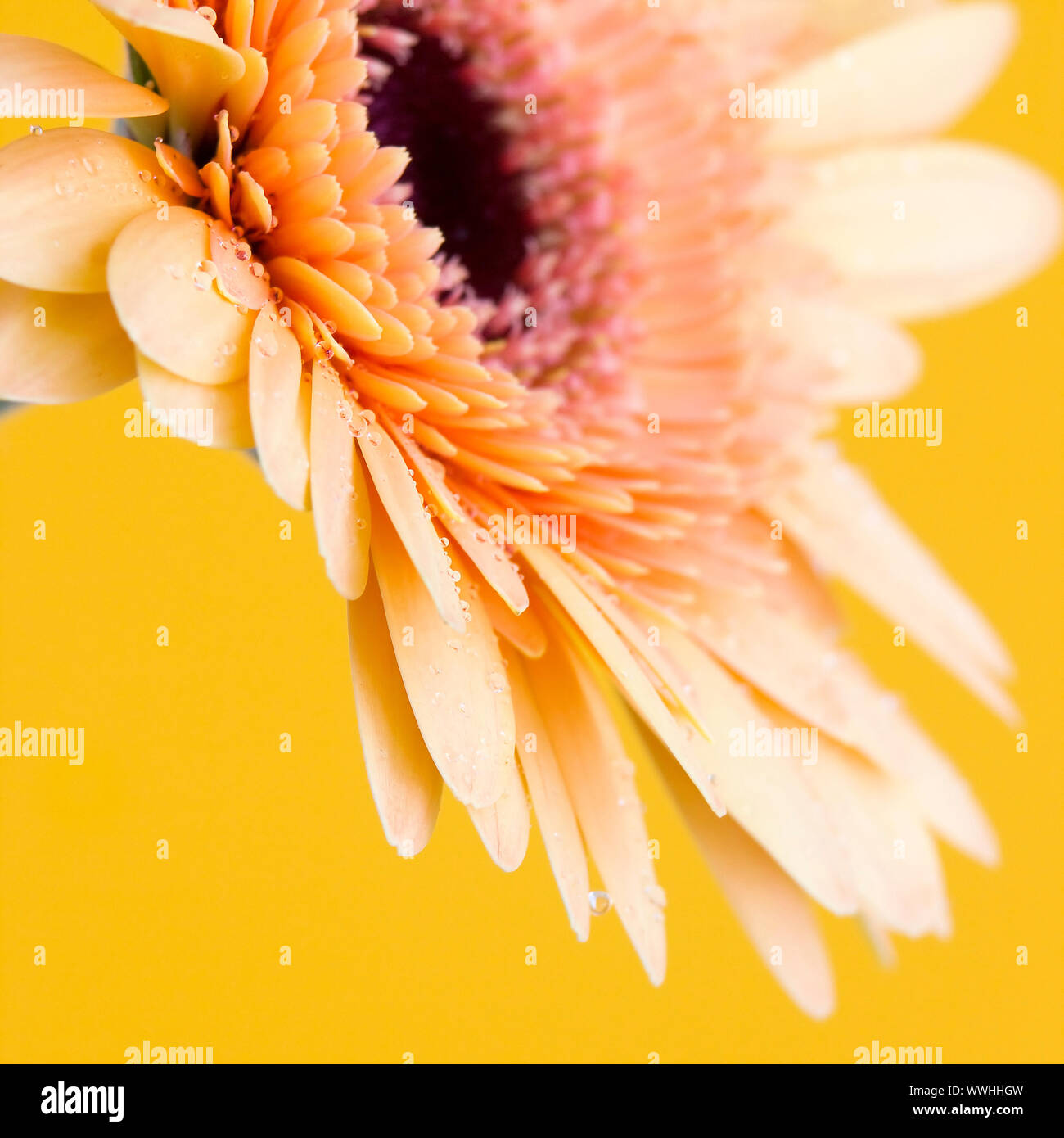 orange gerbera daisy Stock Photo - Alamy