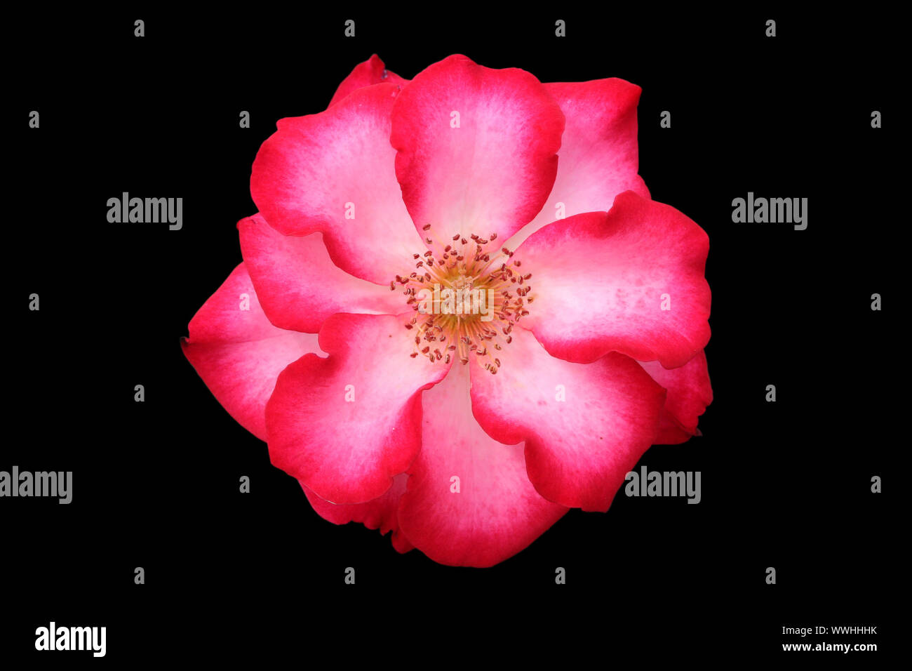 Rose betty boop hi-res stock photography and images - Alamy