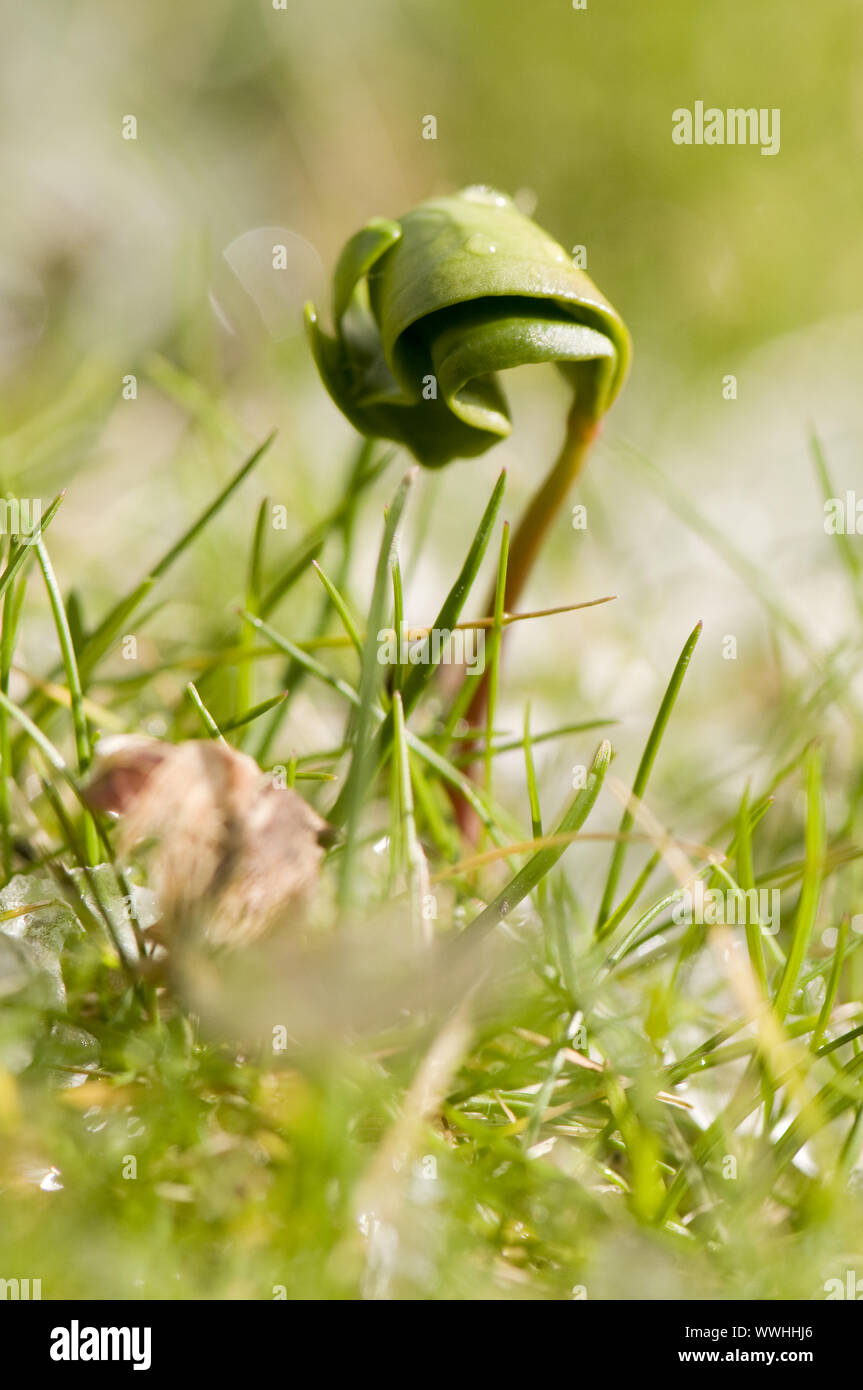 Seedling hi-res stock photography and images - Alamy