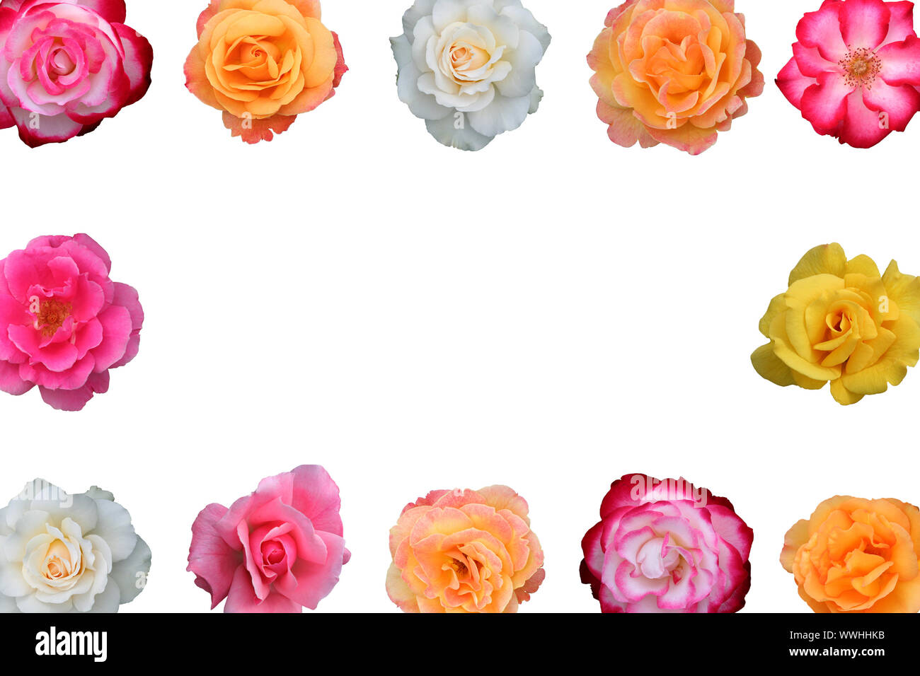 Collage of beautiful rose blossoms Stock Photo - Alamy