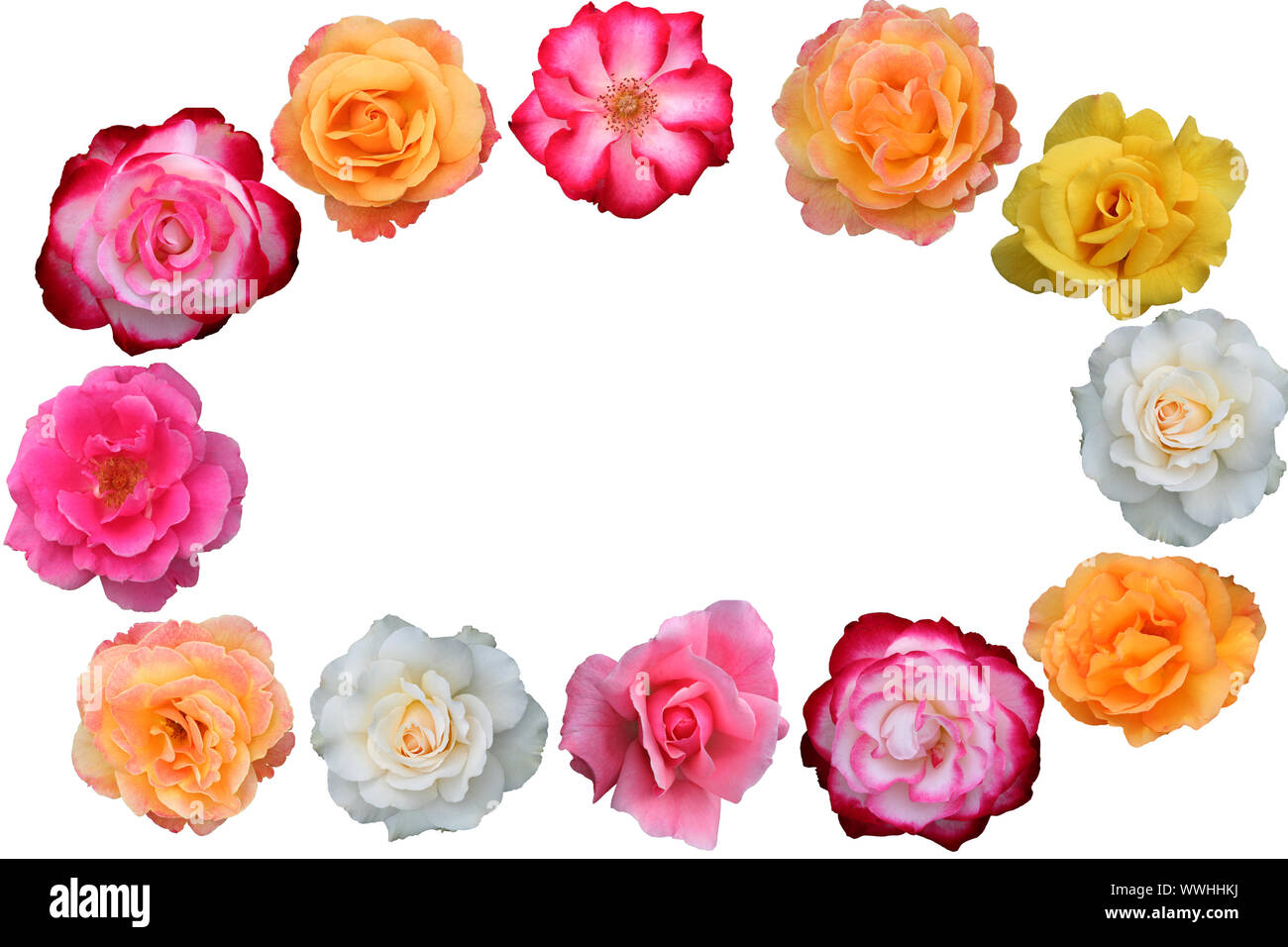 Collage of beautiful collection of rose blossoms, isolated on white ...