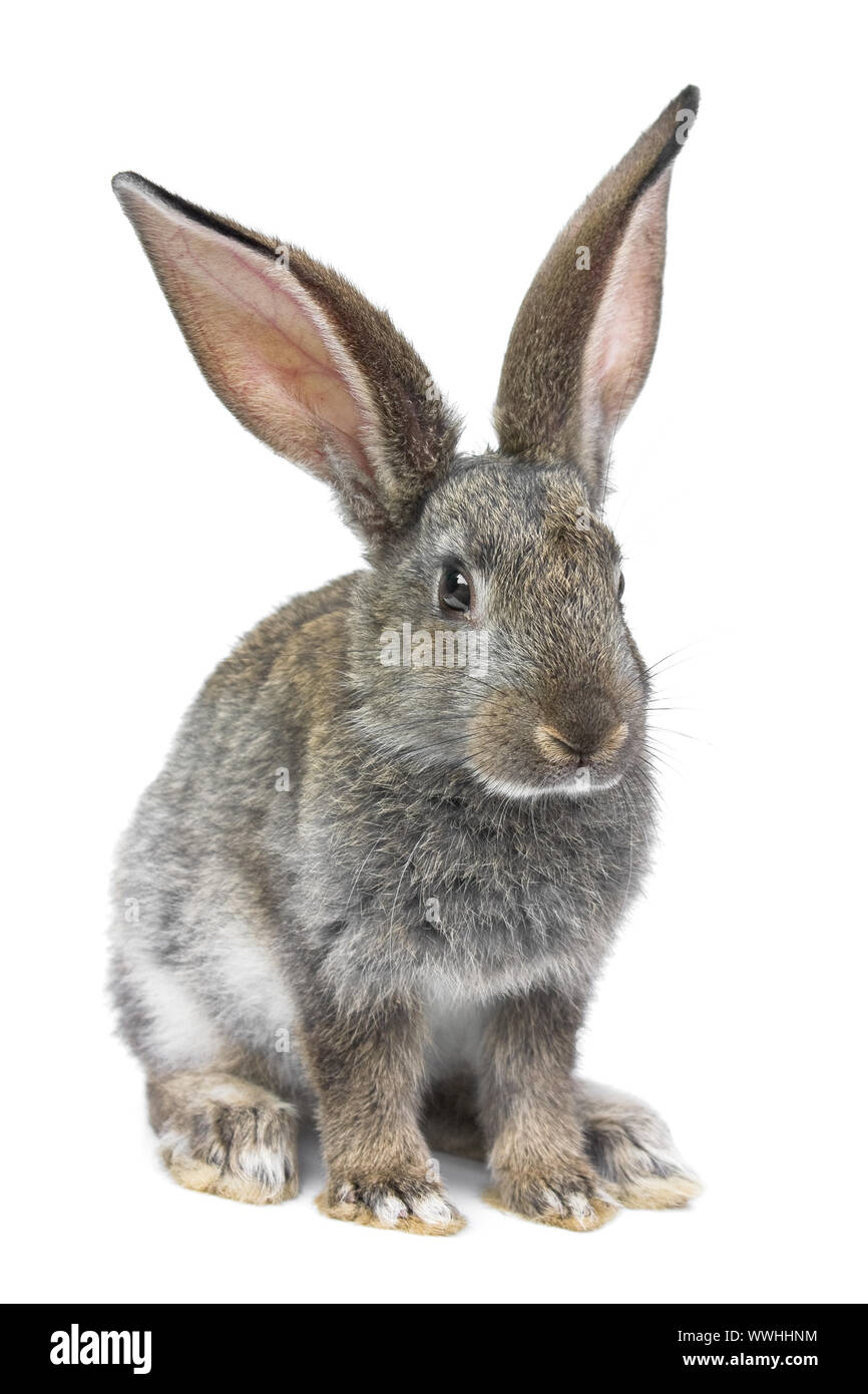 gray rabbit isolated on white background Stock Photo - Alamy