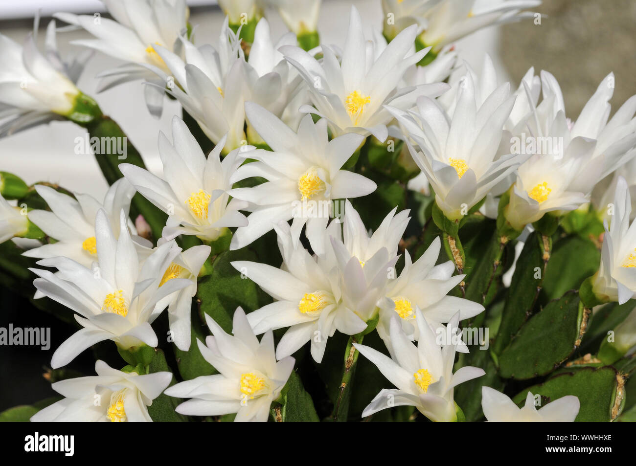 Easter cactus hi-res stock photography and images - Alamy