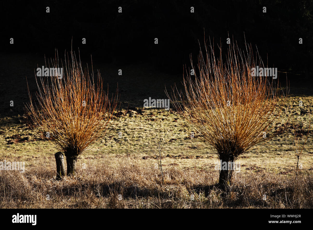 Willows salix hi-res stock photography and images - Alamy