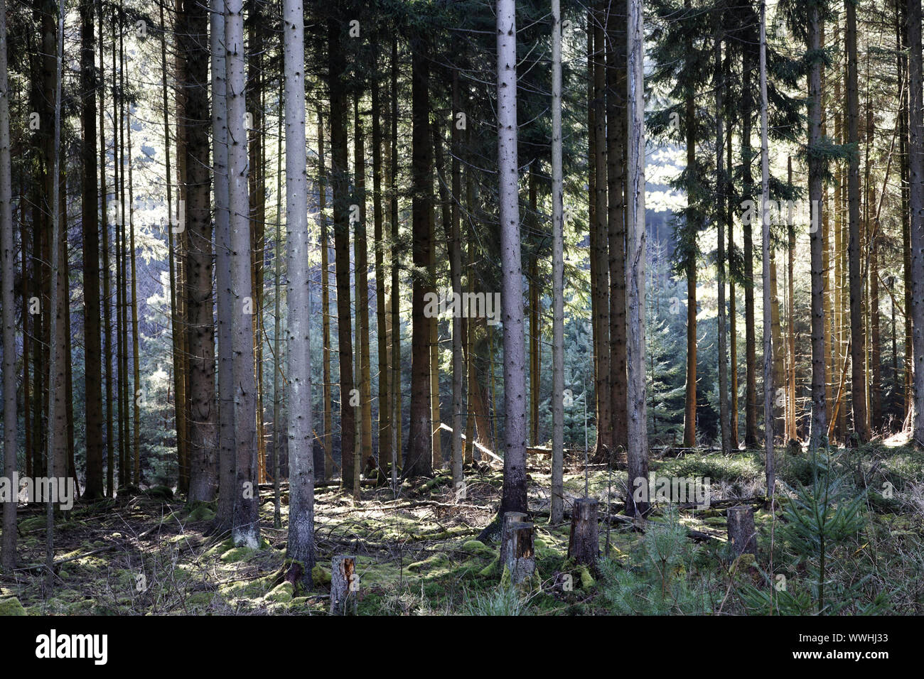 Coniferous hi-res stock photography and images - Alamy