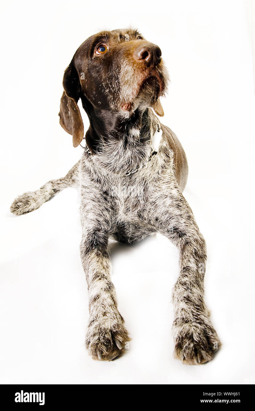 German wire hair, optional Stock Photo - Alamy
