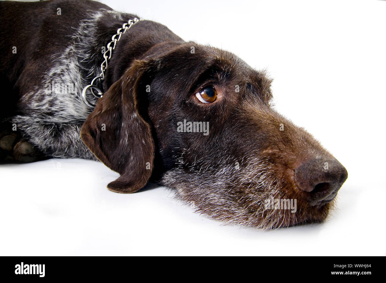 German wire hair, optional Stock Photo - Alamy