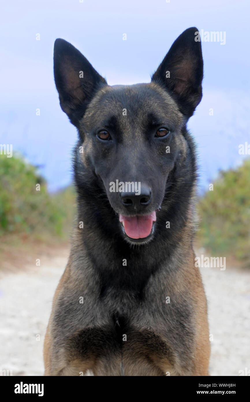 picture of a purebred belgian sheepdog malinois Stock Photo - Alamy