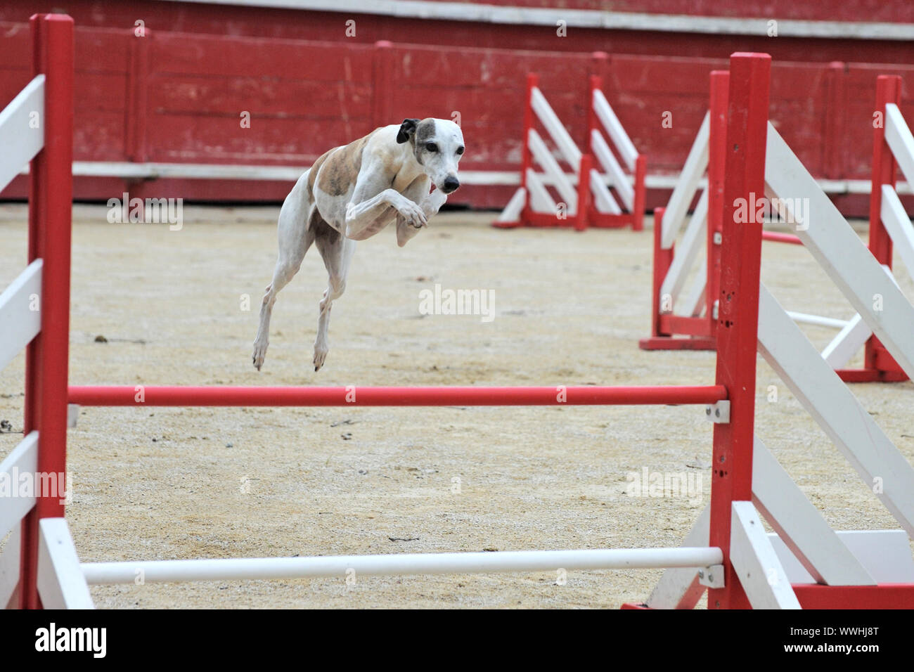 The whippet is jumping hi-res stock photography and images - Alamy