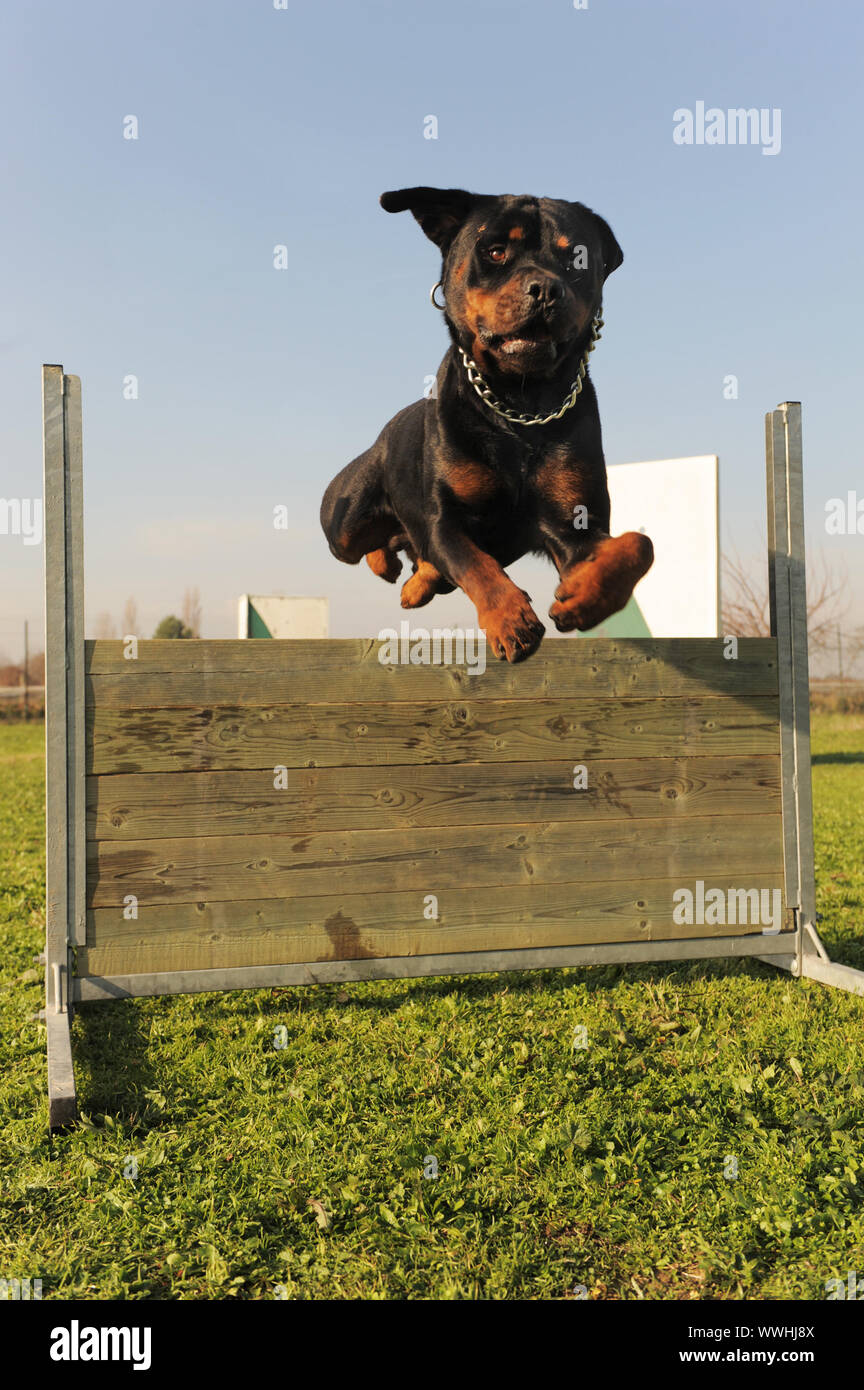purebred rottweiler jumping in a training of obedience Stock Photo - Alamy