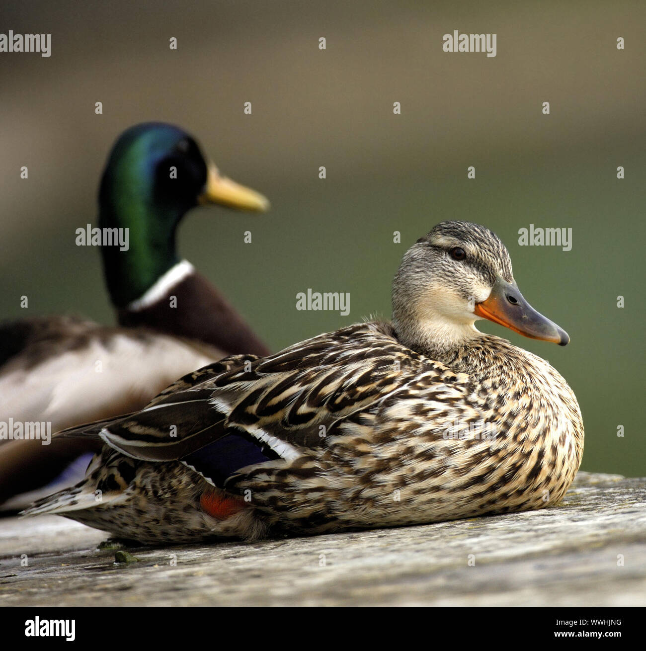Mallard lying hi-res stock photography and images - Alamy