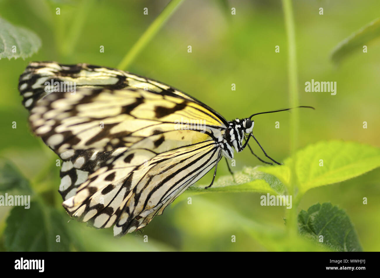 White tree nymphe hi-res stock photography and images - Alamy