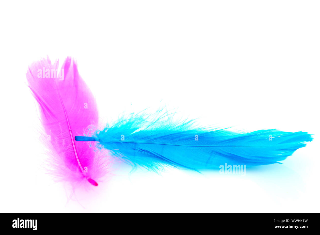 Pink and blue feathers on white background Stock Photo - Alamy
