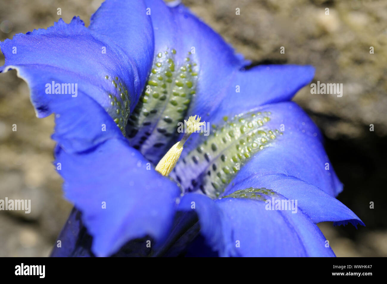 Blue stemless gentian gentiana acaulis hi-res stock photography and ...