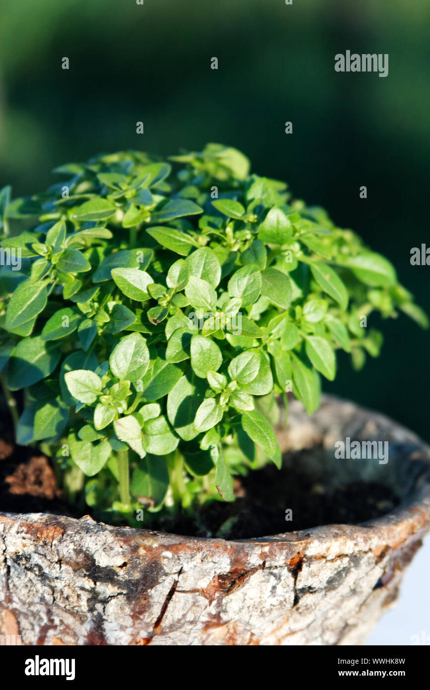 Majoran hi-res stock photography and images - Alamy