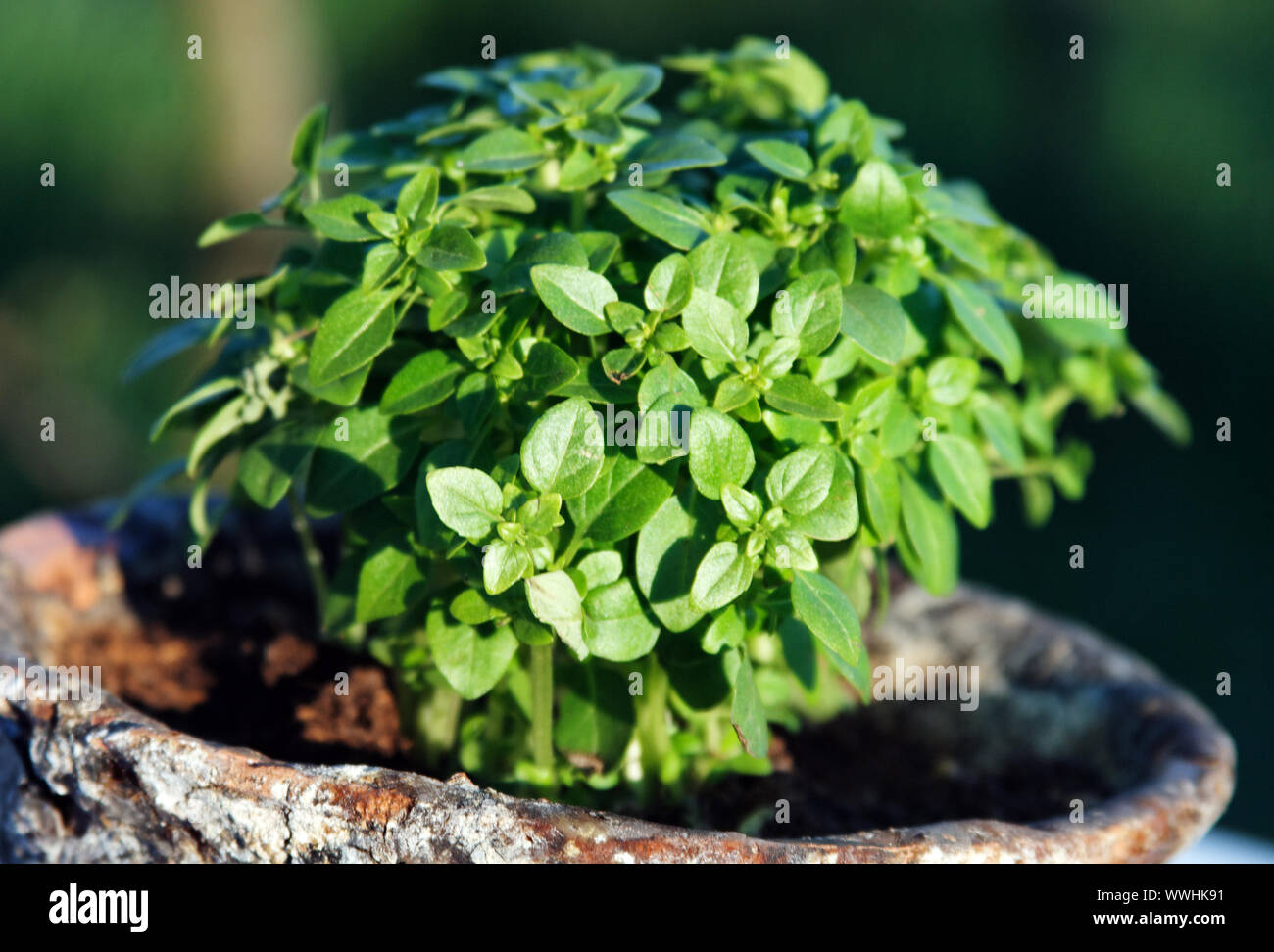 Majoran hi-res stock photography and images - Alamy