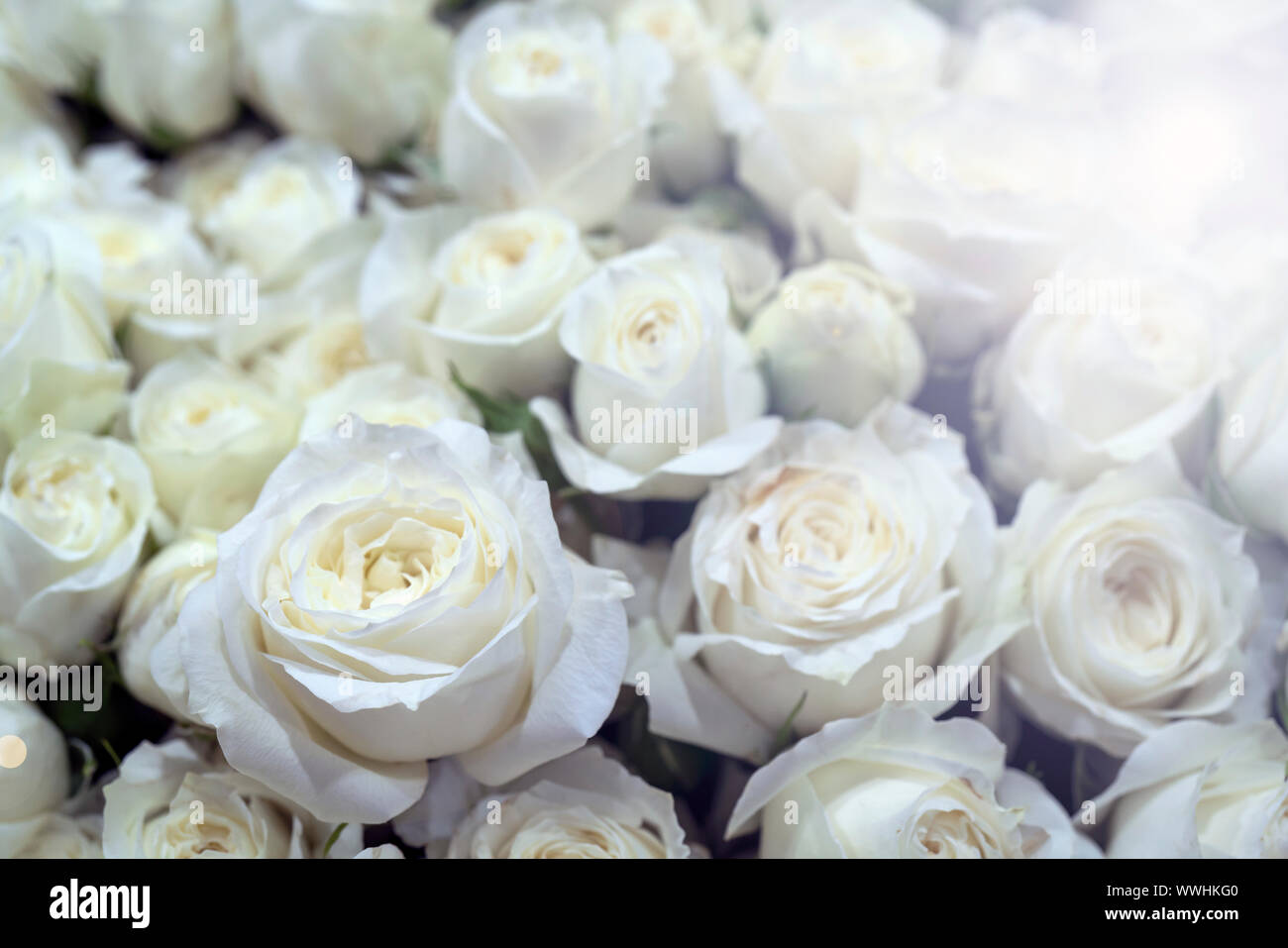 Beautiful white roses background. Floral abstract background for ...