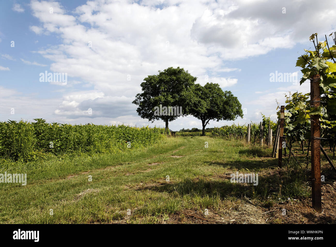 Pair of trees Stock Photo - Alamy
