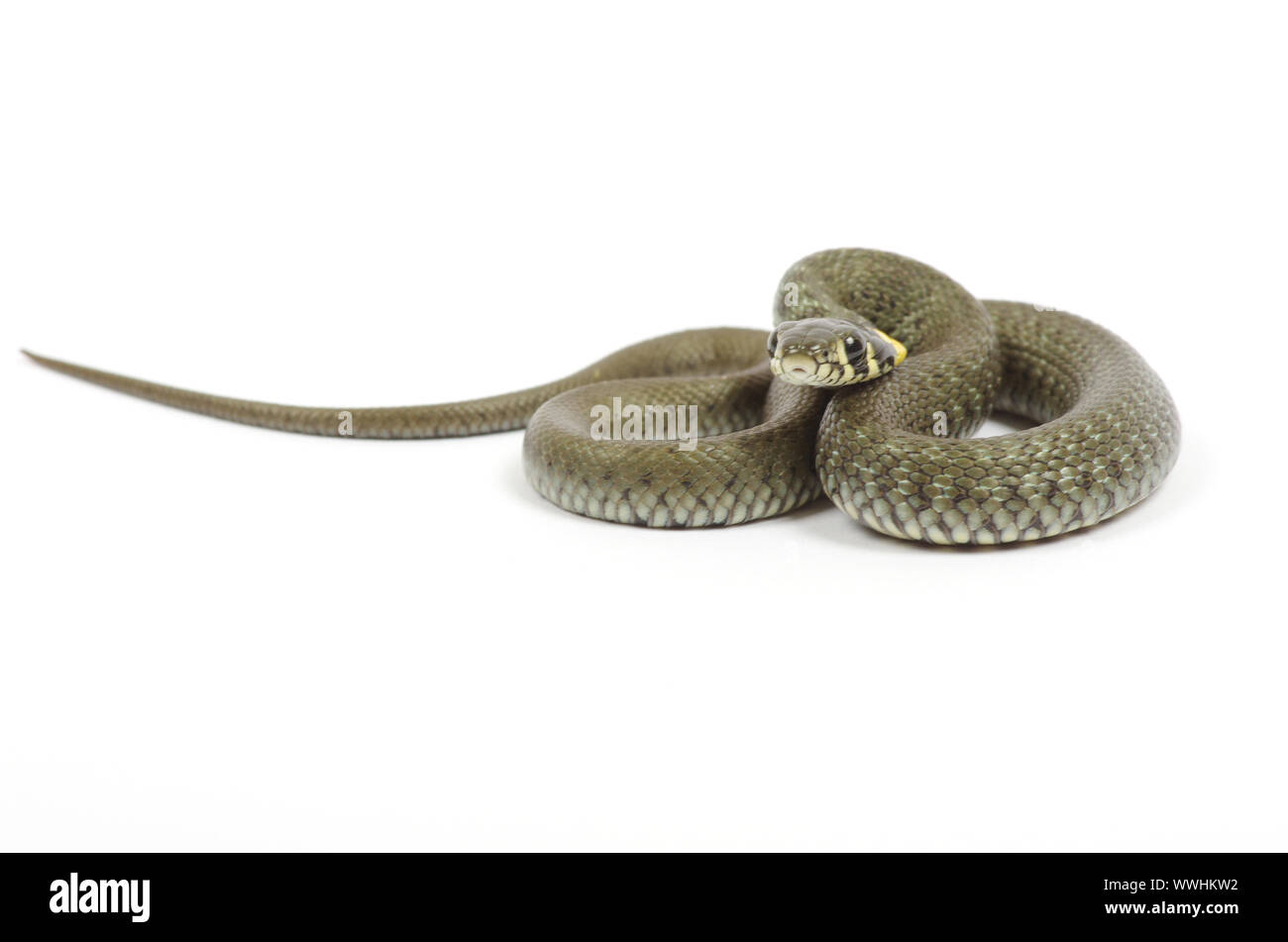 snake isolated on white background Stock Photo - Alamy