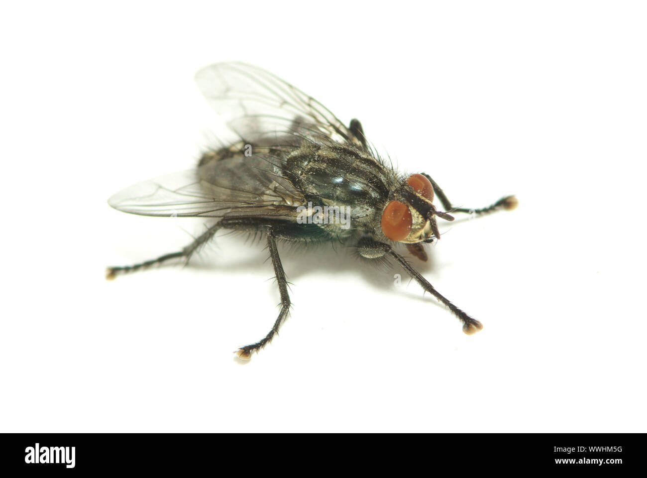fly isolated on a white background Stock Photo - Alamy