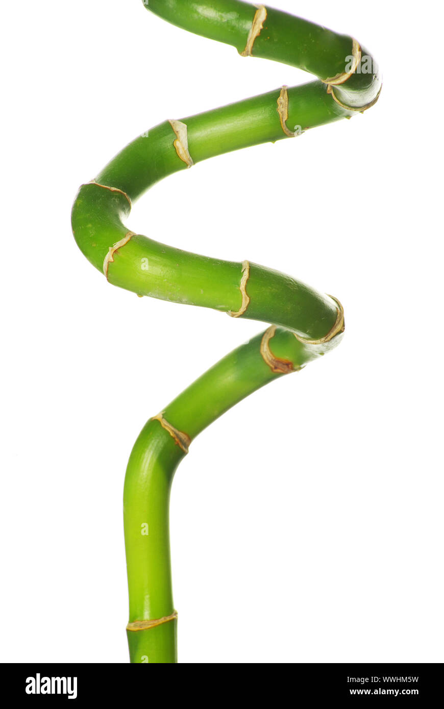 bamboo isolated on a white background Stock Photo - Alamy