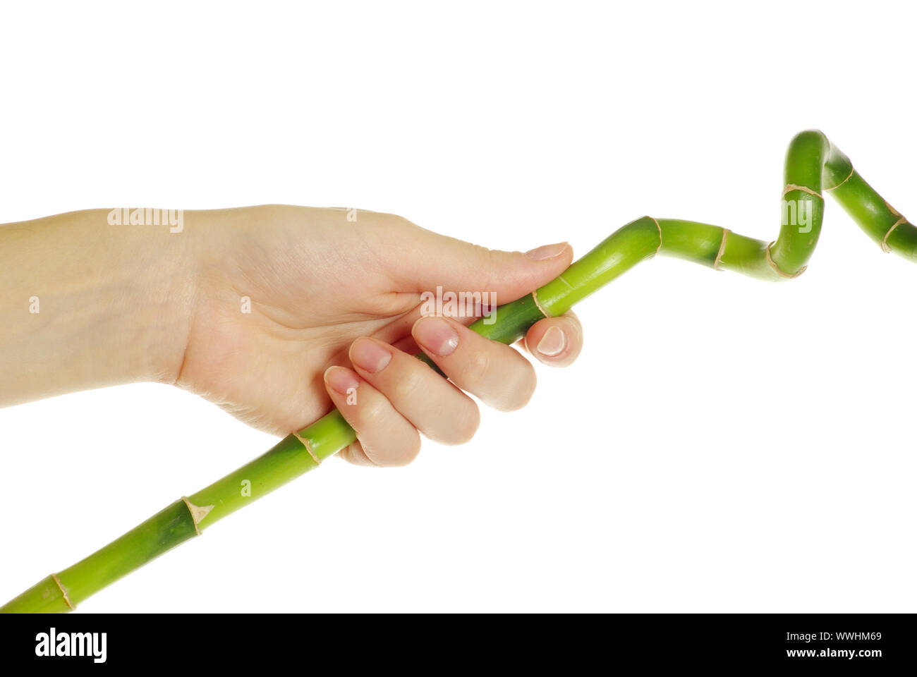 Hand and bamboo over isolated white background Stock Photo - Alamy