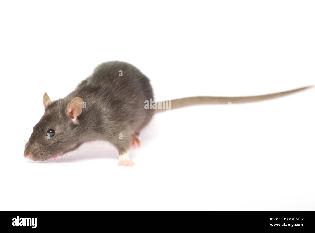 grey rat isolated on white background Stock Photo - Alamy