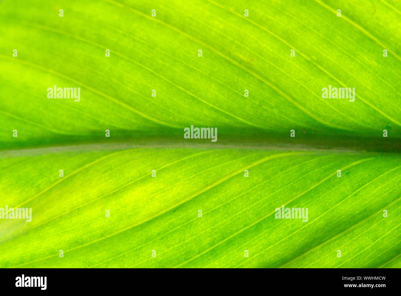 structure of leaf natural background Stock Photo - Alamy