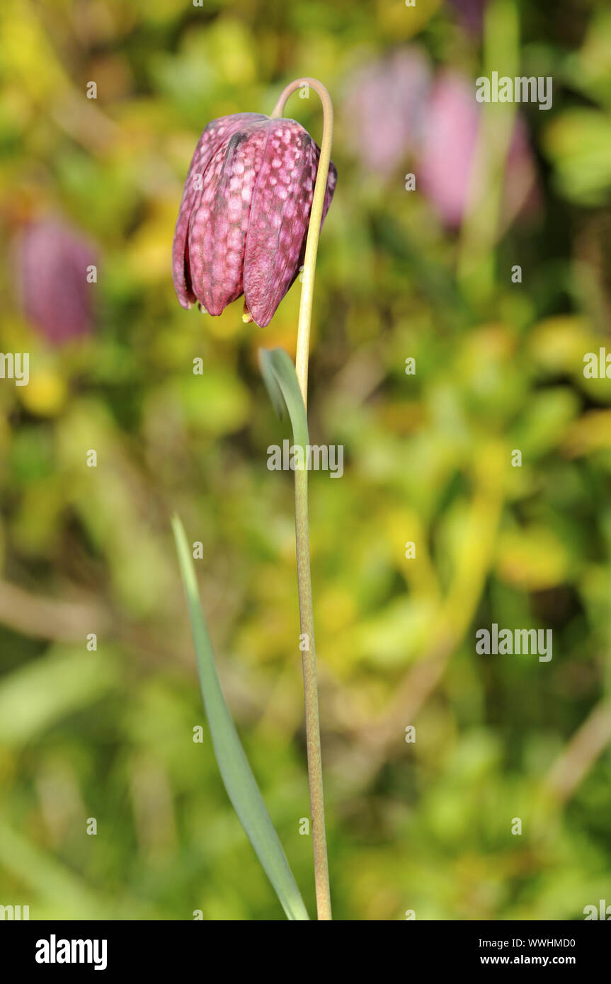 Checkerboard flower hi-res stock photography and images - Alamy