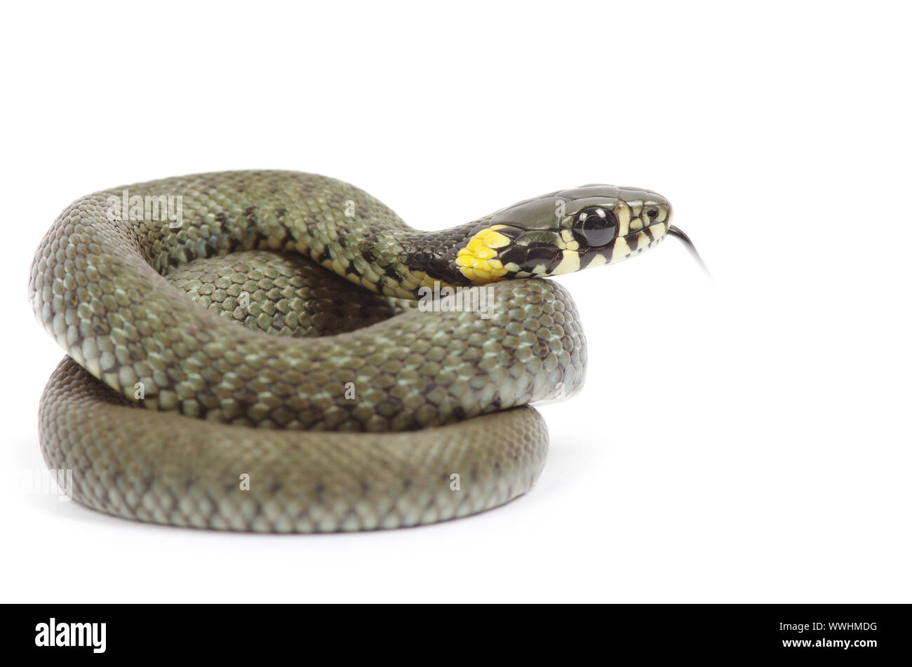snake isolated on white background Stock Photo - Alamy