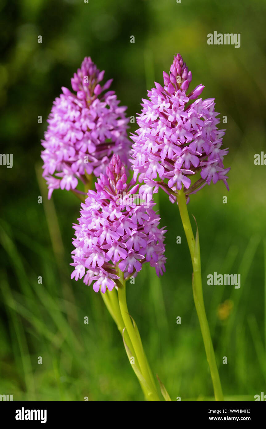 Pyramidenorchidee hi-res stock photography and images - Alamy