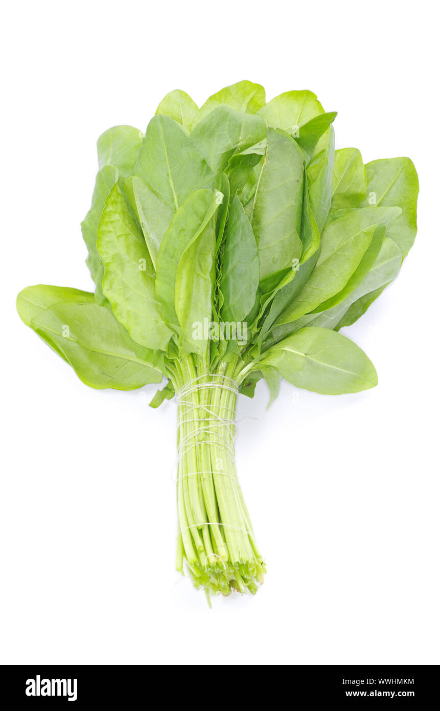 fresh sorrel isolated on white background Stock Photo - Alamy