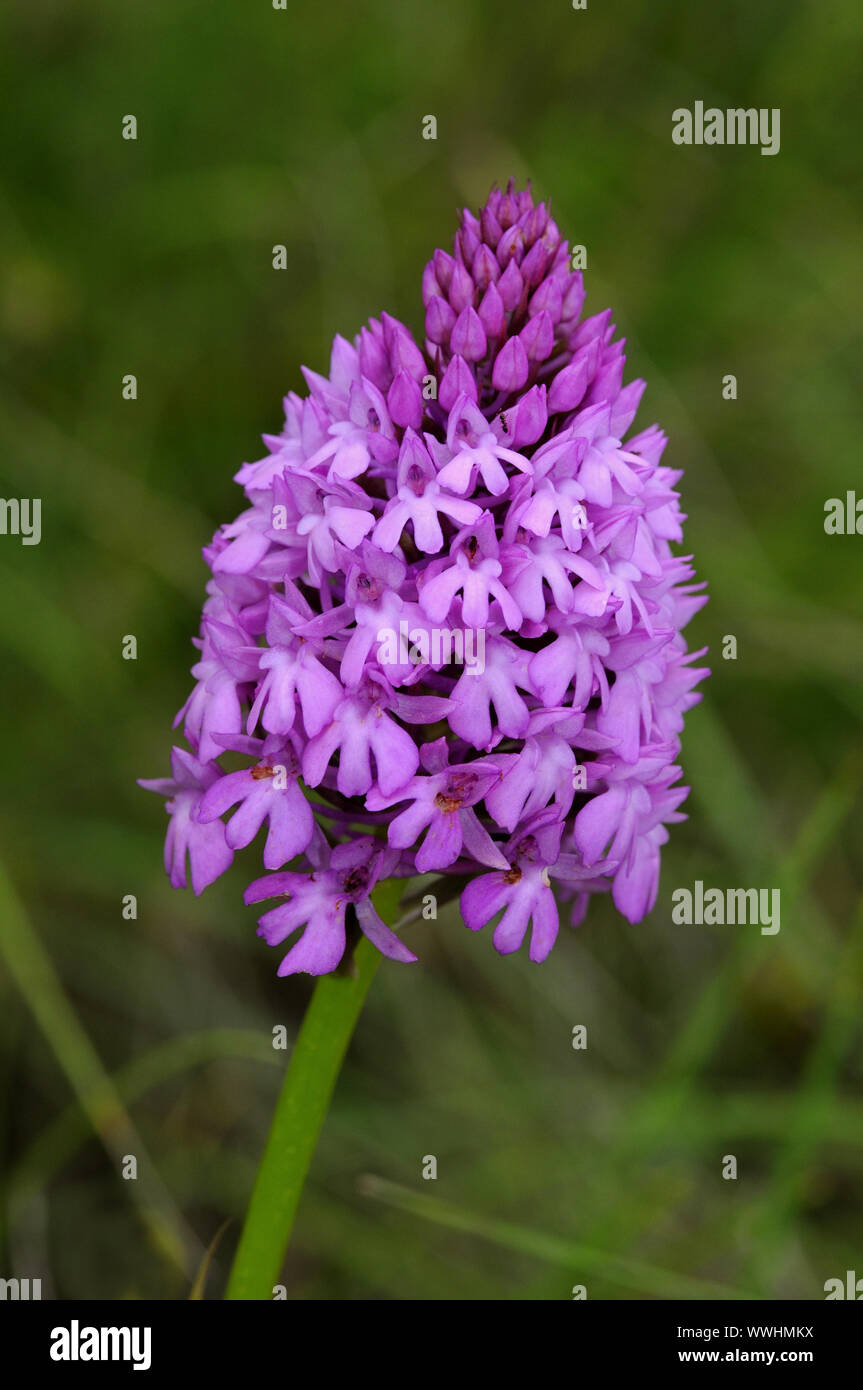 Pyramidenorchidee hi-res stock photography and images - Alamy