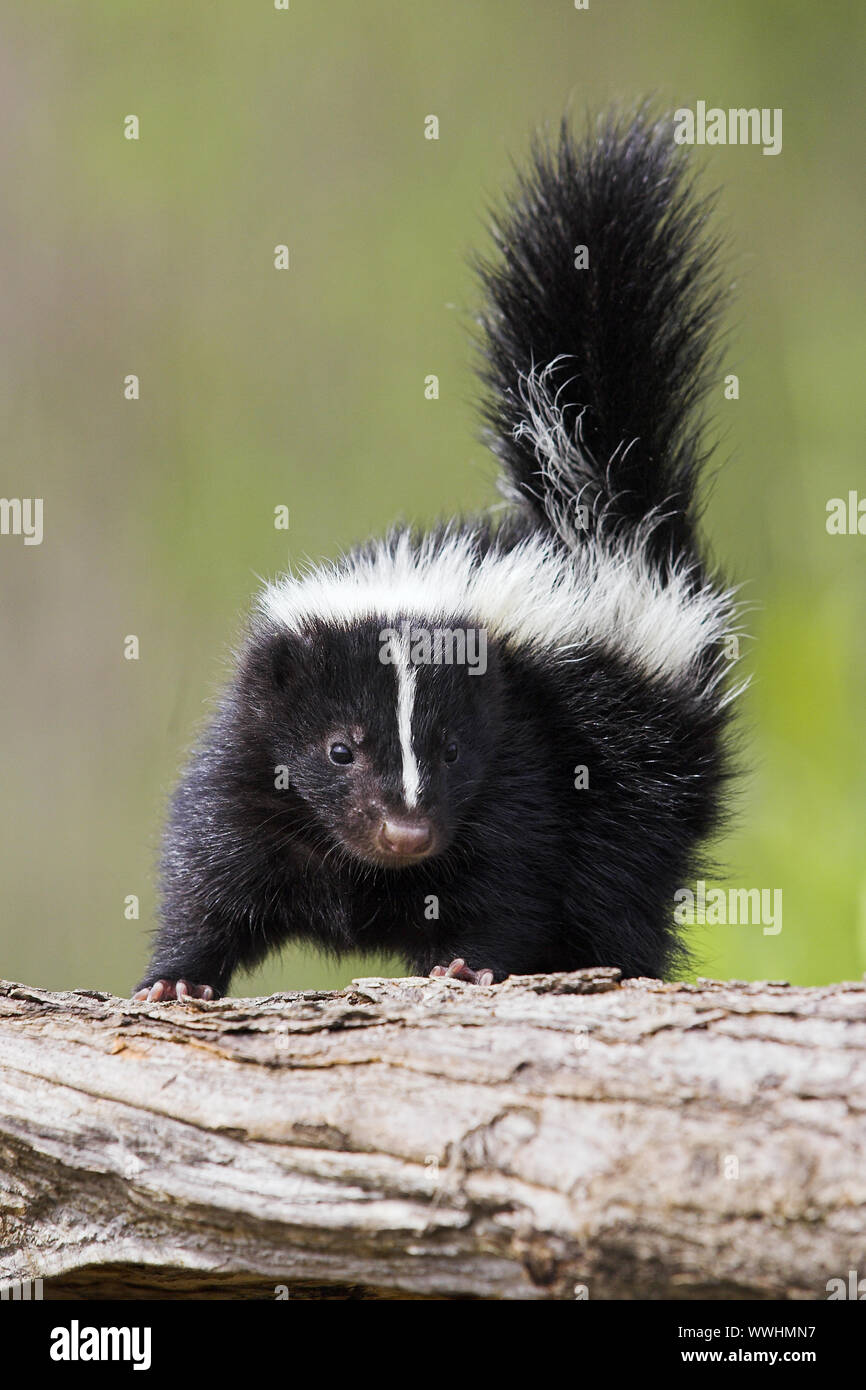 skunk, skunk, mephitis mephitis, striped skunks, Minnesota, USA, cub ...