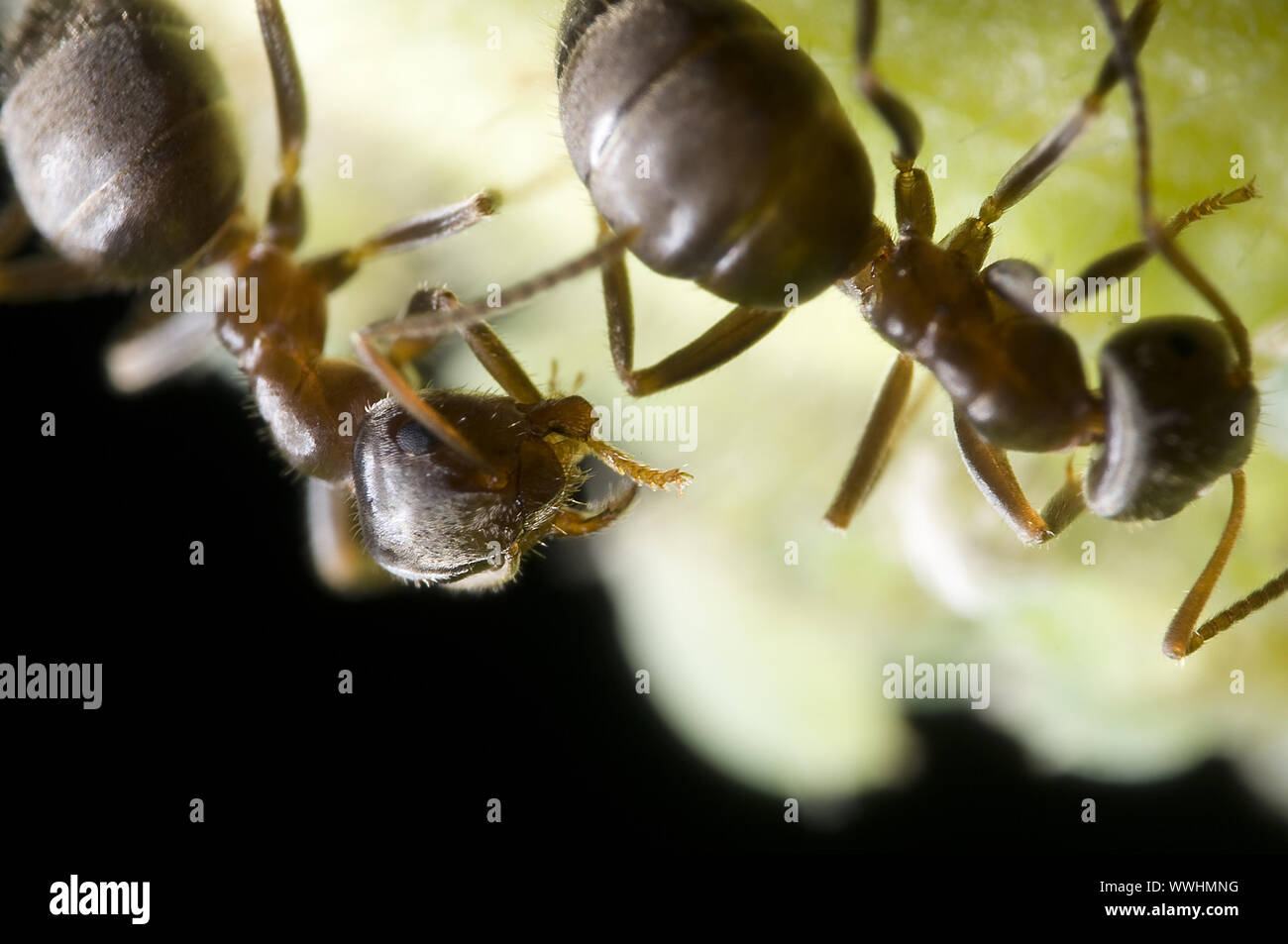 Close up ants hi-res stock photography and images - Alamy