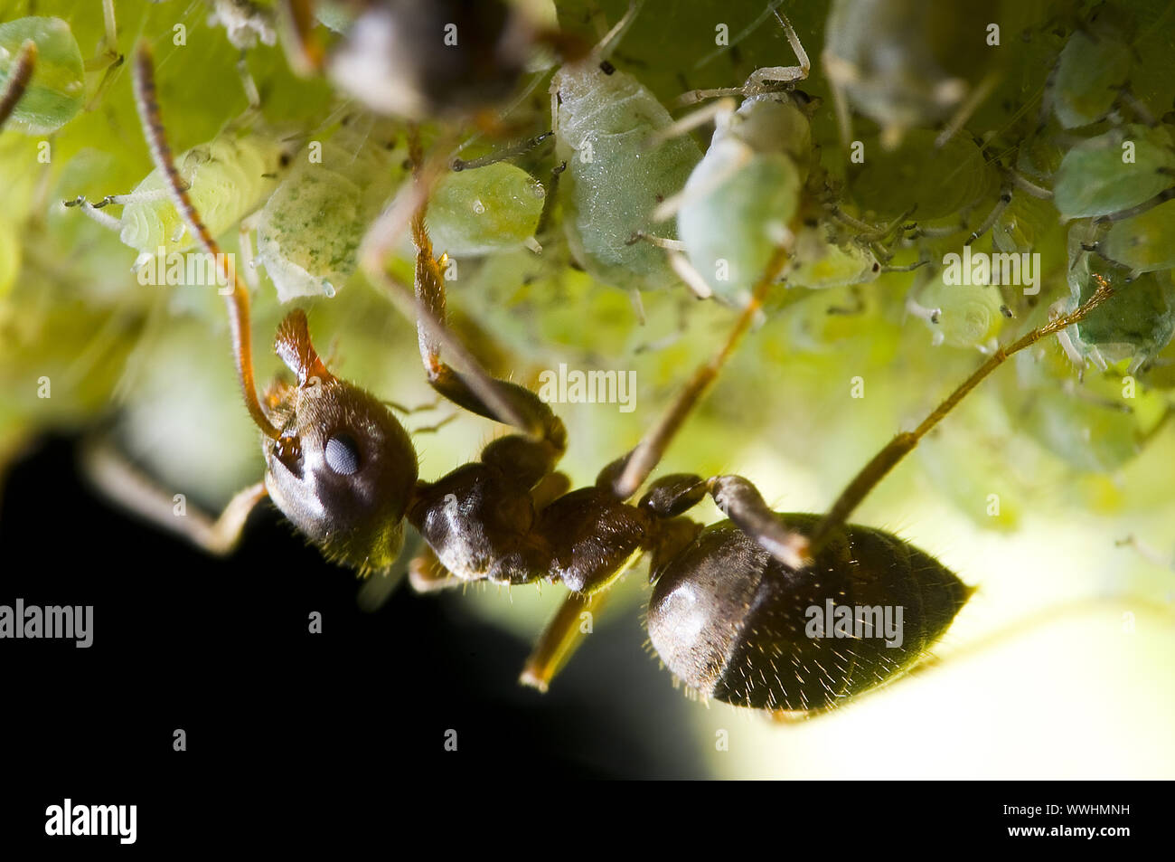 Ants close up hi-res stock photography and images - Alamy