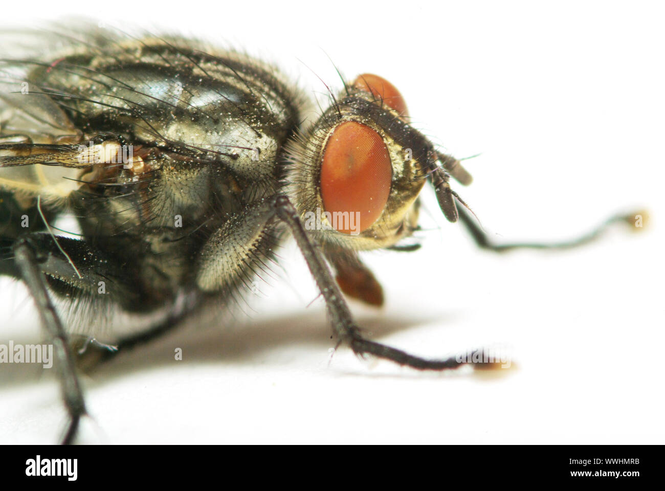 fly isolated on a white background Stock Photo - Alamy