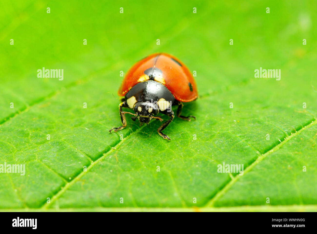 red ladybug on green grass isolated on white Stock Photo - Alamy