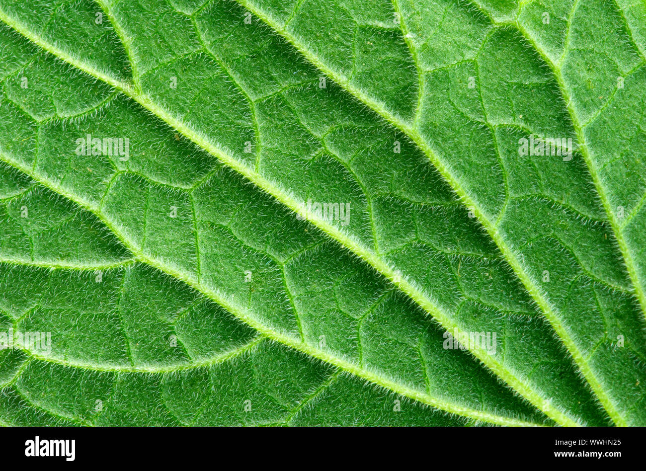 structure of leaf natural background Stock Photo - Alamy