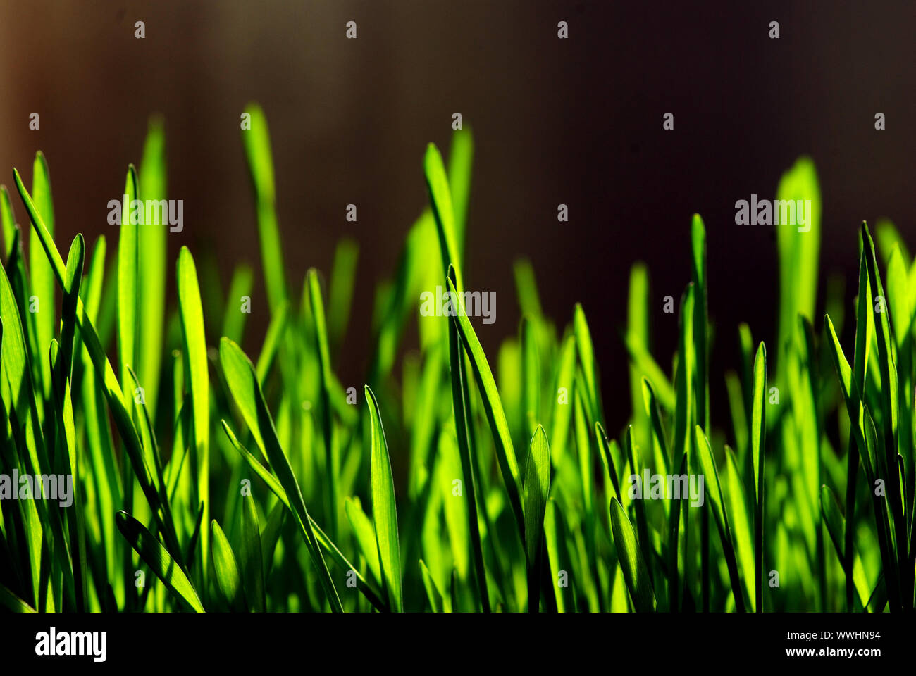 Black isolated turf grass hi-res stock photography and images - Alamy