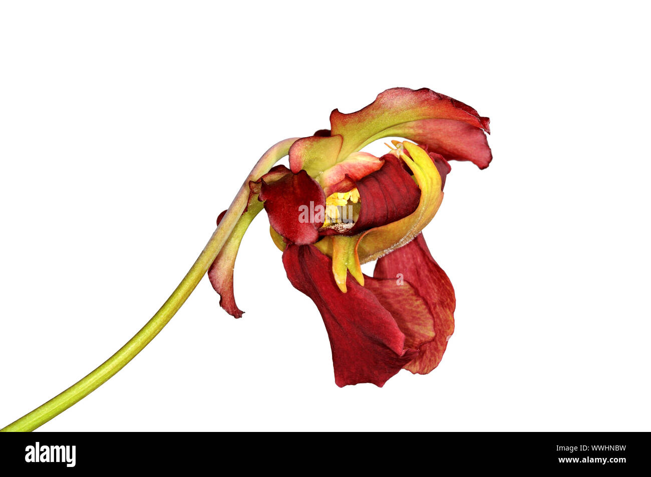 Flower of the red pitcher plant Stock Photo - Alamy