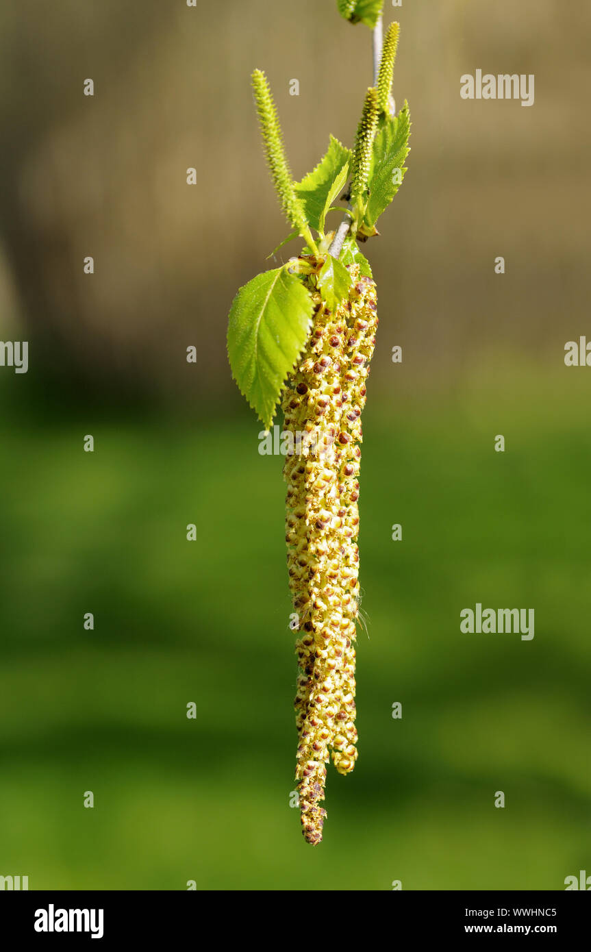 Weeping birch hi-res stock photography and images - Alamy