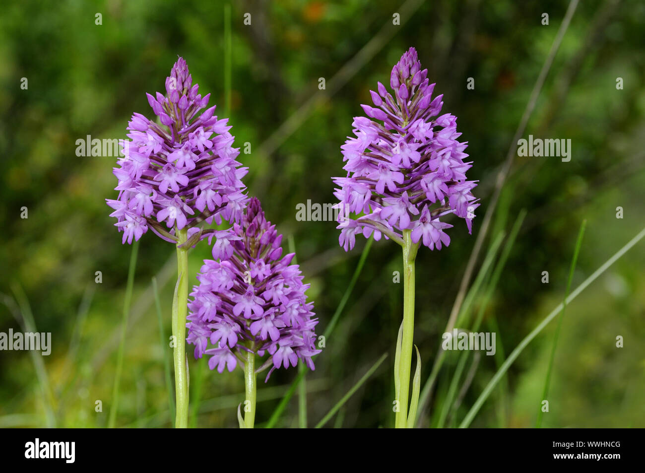 Three pyramid hi-res stock photography and images - Alamy