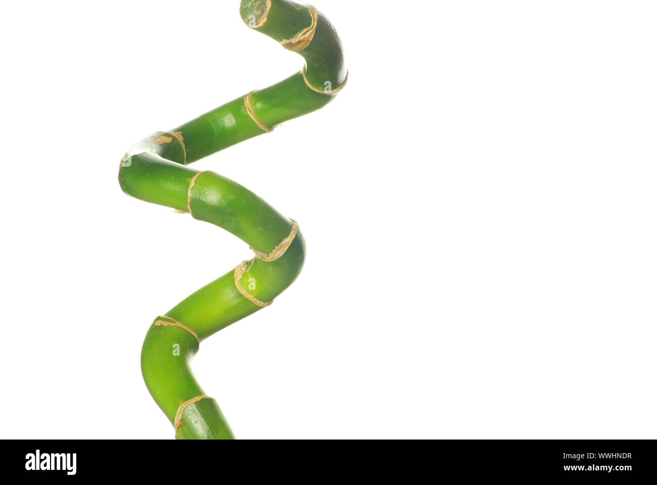 bamboo isolated on a white background Stock Photo - Alamy