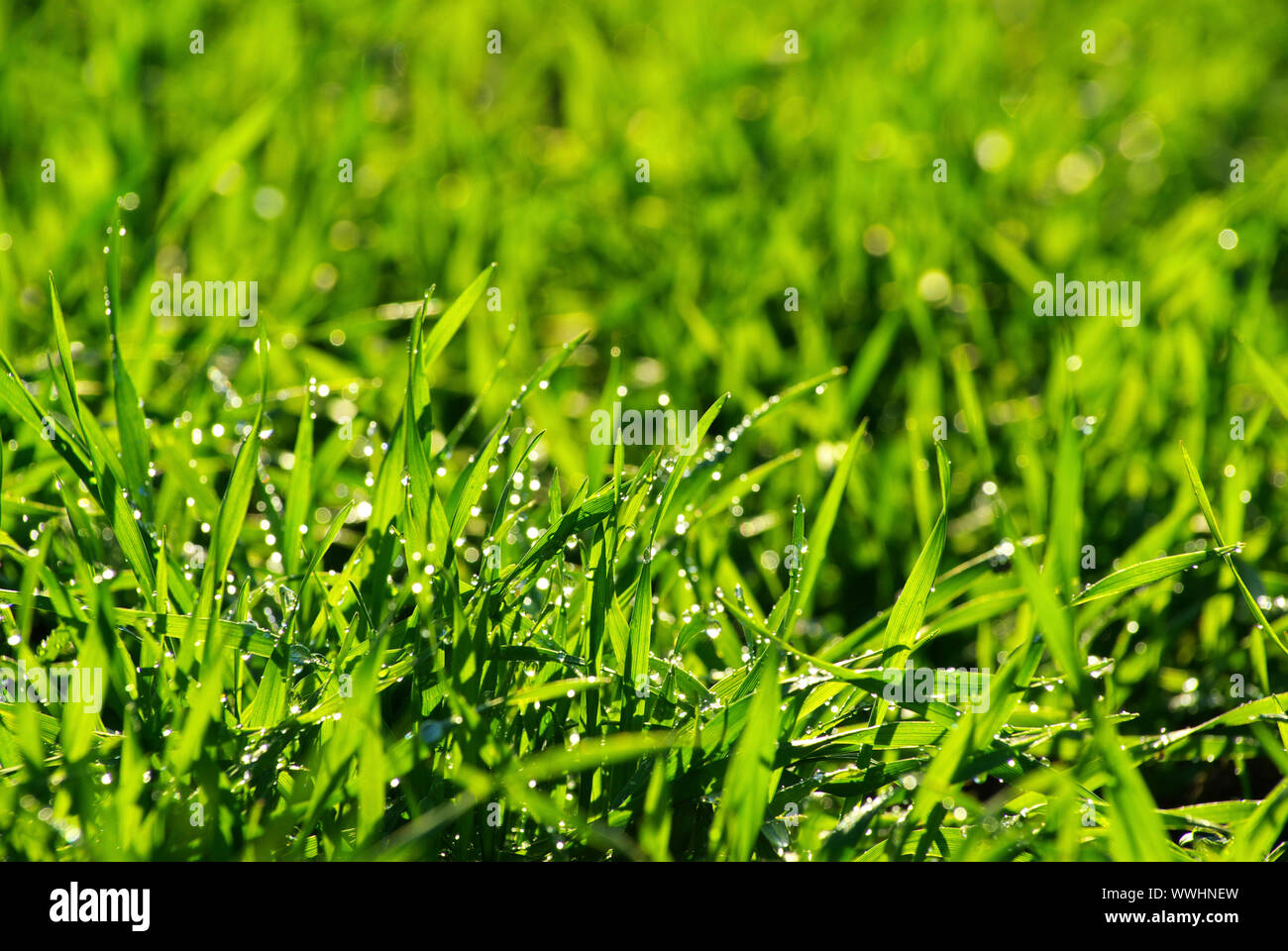 Beautiful green lawn freshly mowed Stock Photo - Alamy