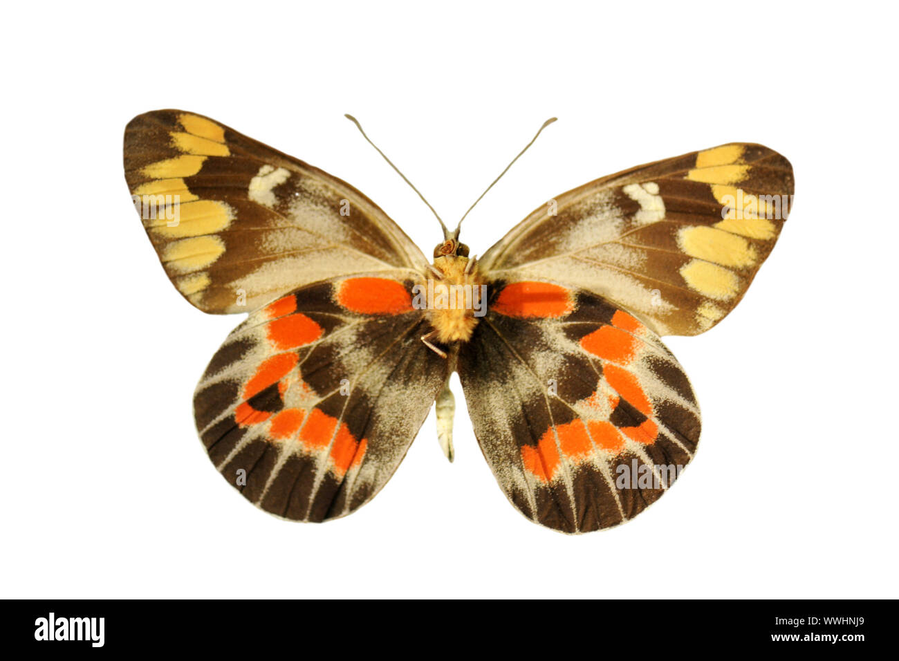 beautiful colorful butterfly in front of white background Stock Photo ...
