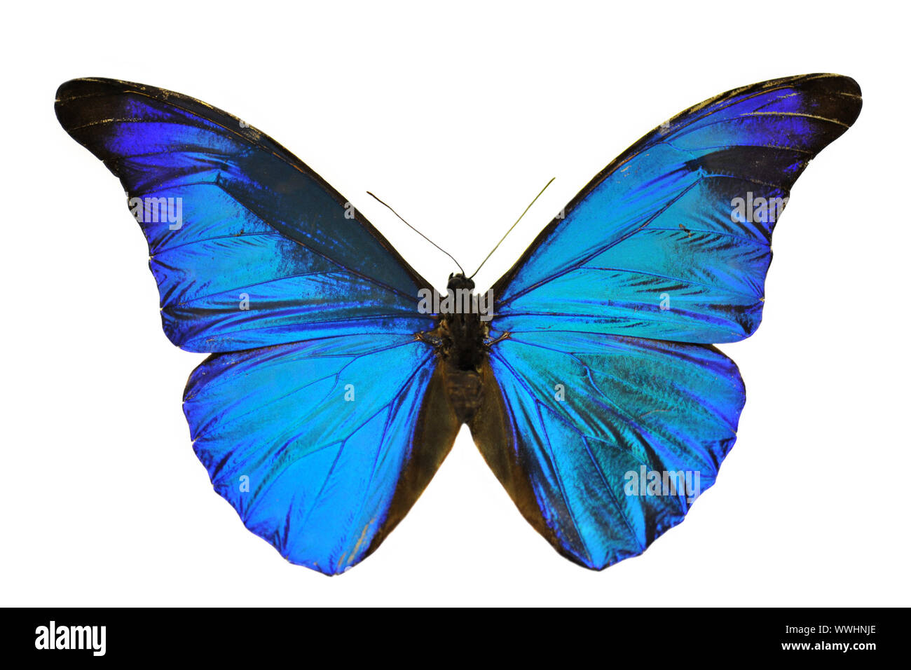 Blue Morpho butterfly (Morpho retenor) from South America Stock Photo ...