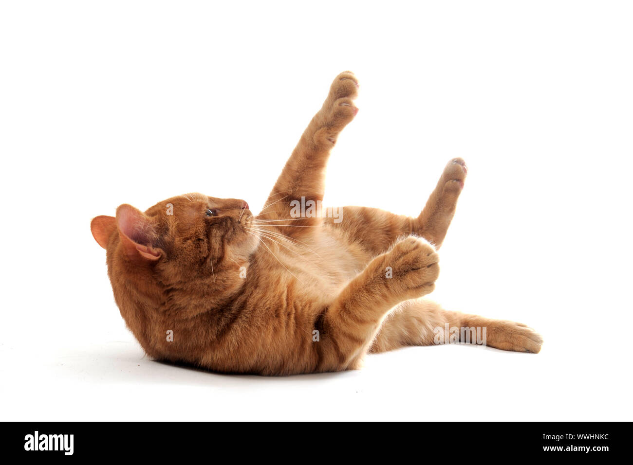 young ginger cat rolling over in front of white background Stock Photo ...
