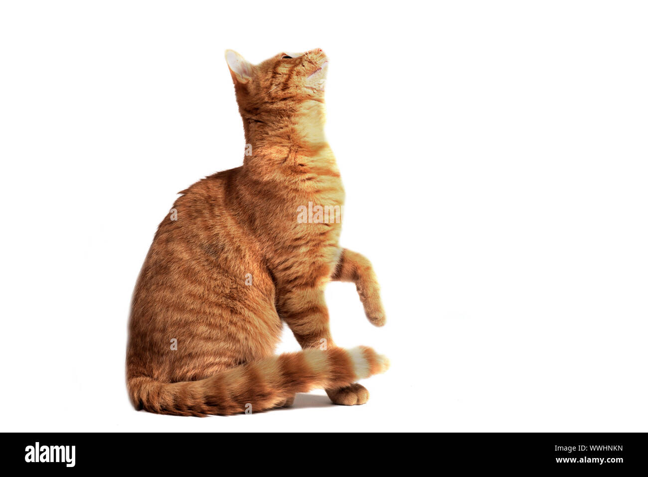ginger cat sitting in front of white background Stock Photo - Alamy