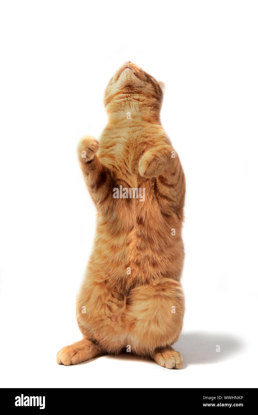 ginger cat upright in front of white background Stock Photo - Alamy